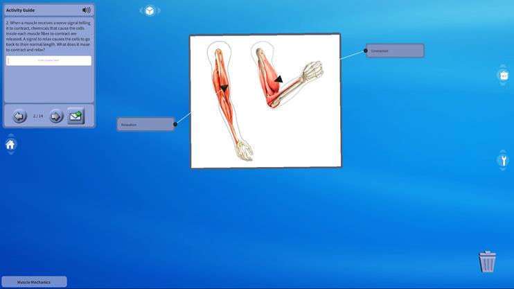 Home Educators Lessons Muscle Mechanics