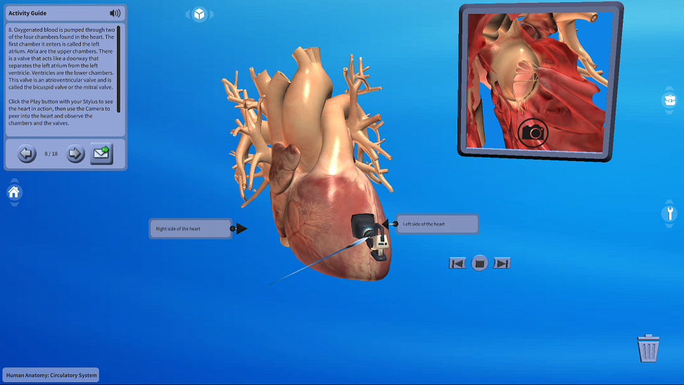 Home Educators Lessons Human Anatomy: Circulatory System