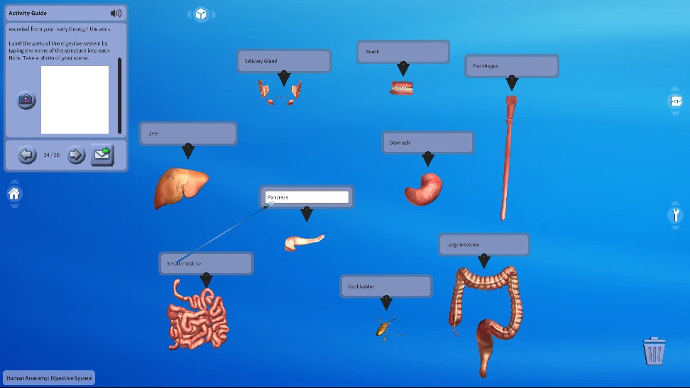 Home Educators Lessons Human Anatomy Digestive System home-educators-lessons-human-anatomy-digestive-system