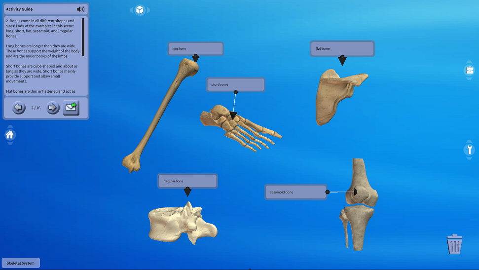Home Educators Lessons Skeletal System Home Educators Lessons Skeletal System